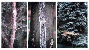 Identify and Manage Cytospora Cankers - Caledon Treeland