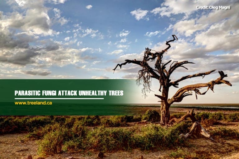 Diseases that Plague Trees - Caledon Treeland