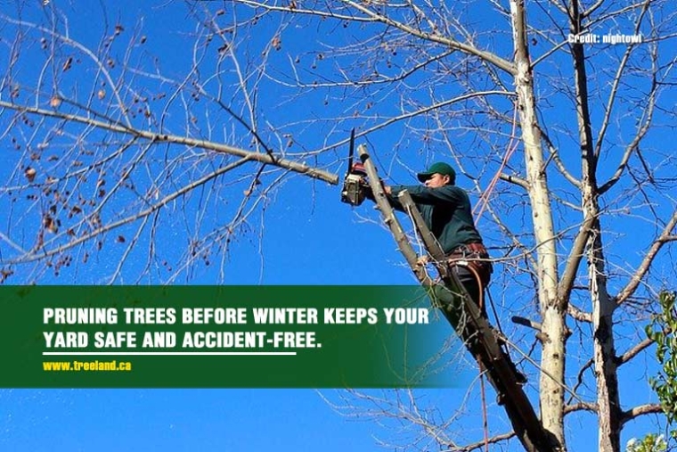 Common Winter Tree Hazards (And How to Avoid Them) - Caledon Treeland
