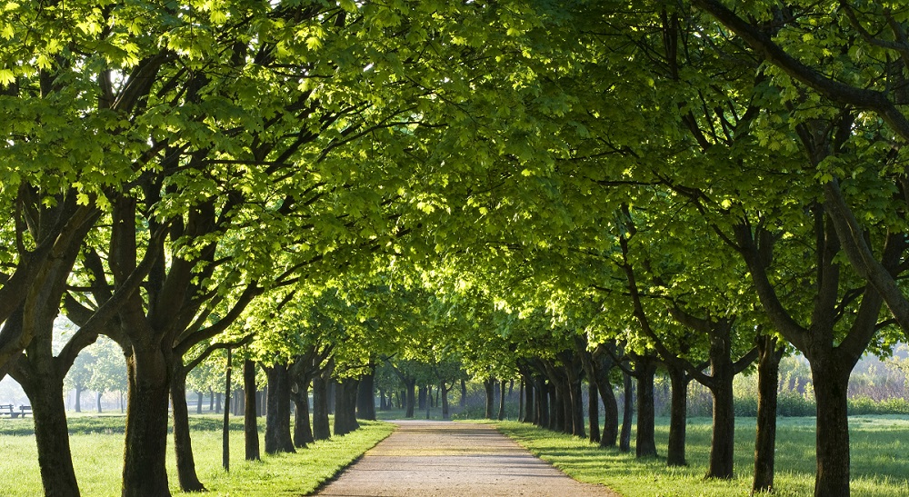 trees - Caledon Treeland