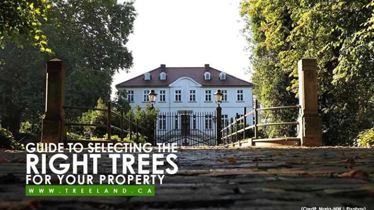 Guide to Selecting the Right Trees for Your Property - Caledon Treeland
