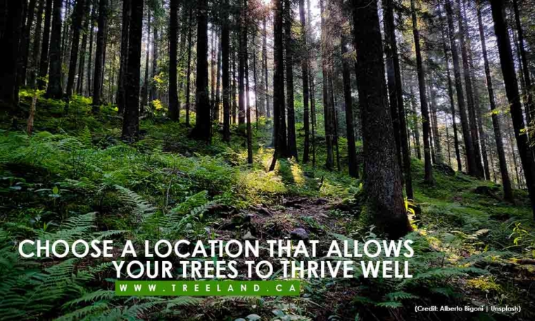 Guide to Selecting the Right Trees for Your Property - Caledon Treeland