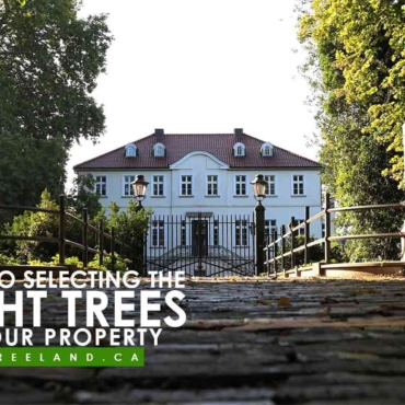 Best Selection of Trees in the GTA | Caledon Treeland