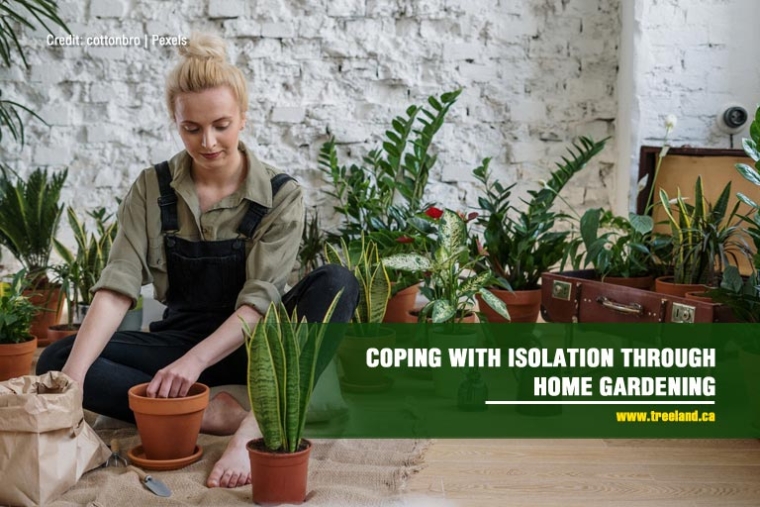 Coping With Isolation Through Home Gardening - Caledon Treeland