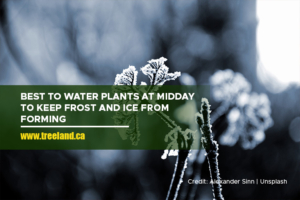 Winter Watering Tips for Your Garden - Caledon Treeland