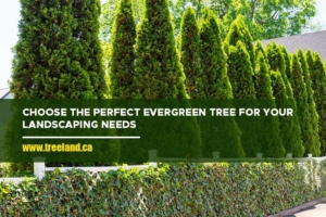 From Purchase to Planting: How to Find and Care for Evergreen Trees for ...