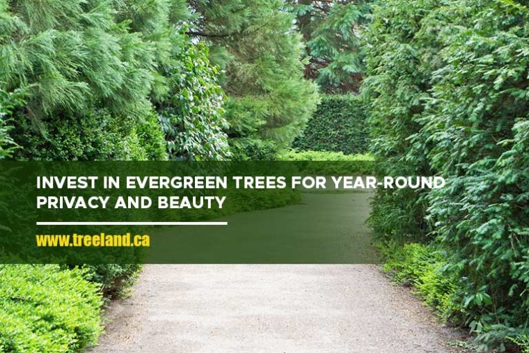 Top 5 Reasons to Invest in Evergreen Trees for Sale in Toronto ...