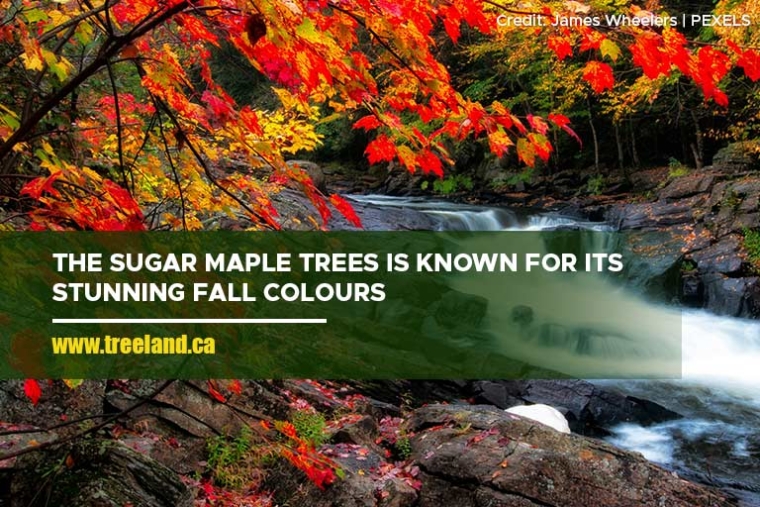 Top 10 Native Trees for Sales Markham: Beautify Your Yard & Support ...