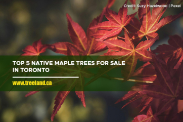 Top 5 Native Maple Trees for Sale in Toronto: Attracting Local Wildlife ...