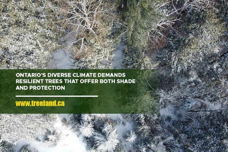 The Best Trees for Privacy and Shade in Ontario’s Unique Climate ...