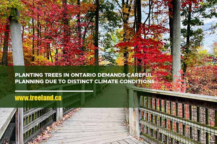 The Best Trees for Privacy and Shade in Ontario’s Unique Climate ...