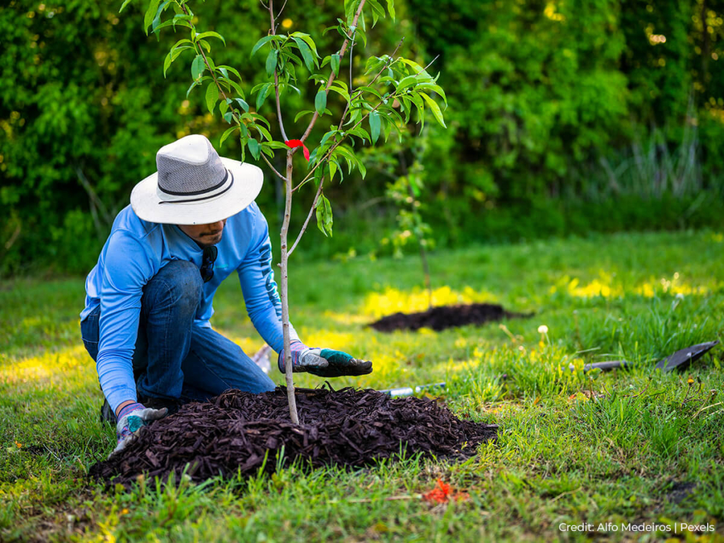 Celebrating Arbor Day: A Springtime Tradition for Tree Lovers - Caledon ...