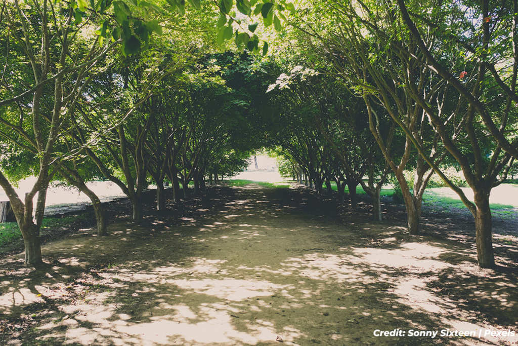 Escape the Eyes of Neighbours: Plant Privacy Trees for Peace of Mind ...