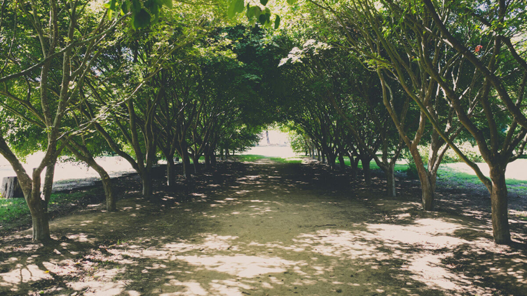 Beat the Heat: Cool Your Home Naturally with Shade Trees - Caledon Treeland