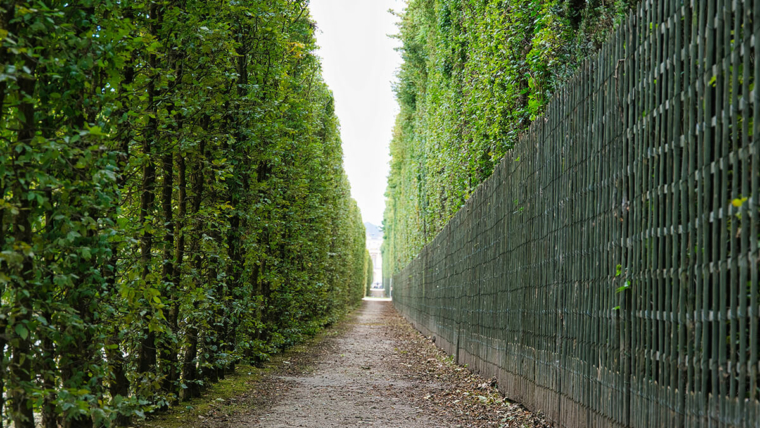 The Green Curtain Effect: How Evergreen Privacy Trees Transform ...
